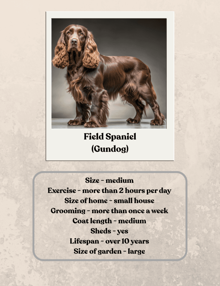 Field Spaniel - UK Spaniel Rescue