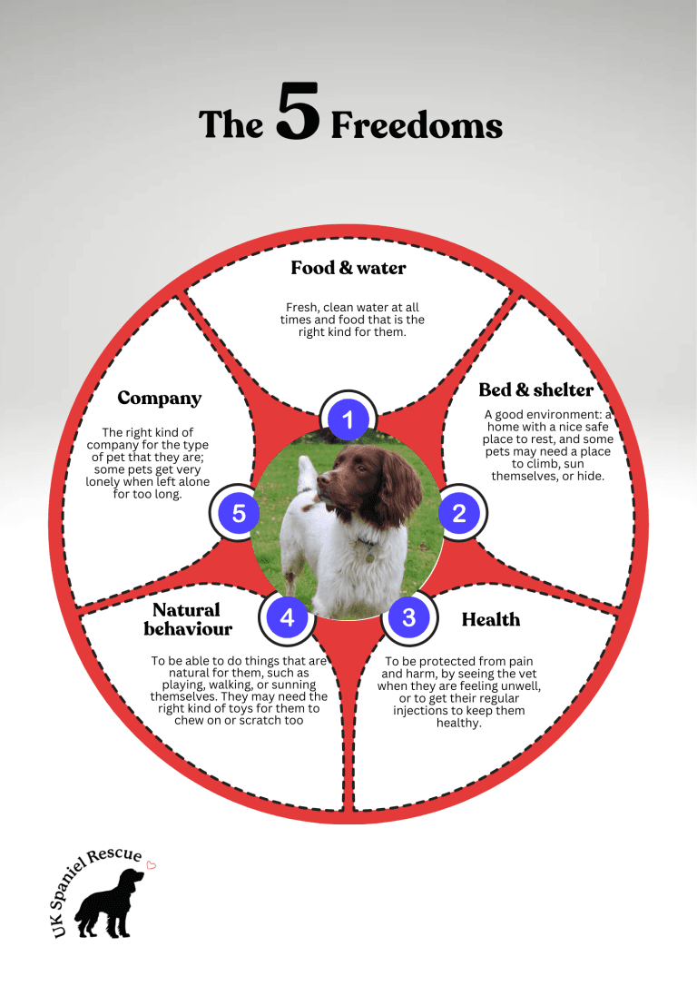 The Five Freedoms: Essential Guidelines for Animal Welfare